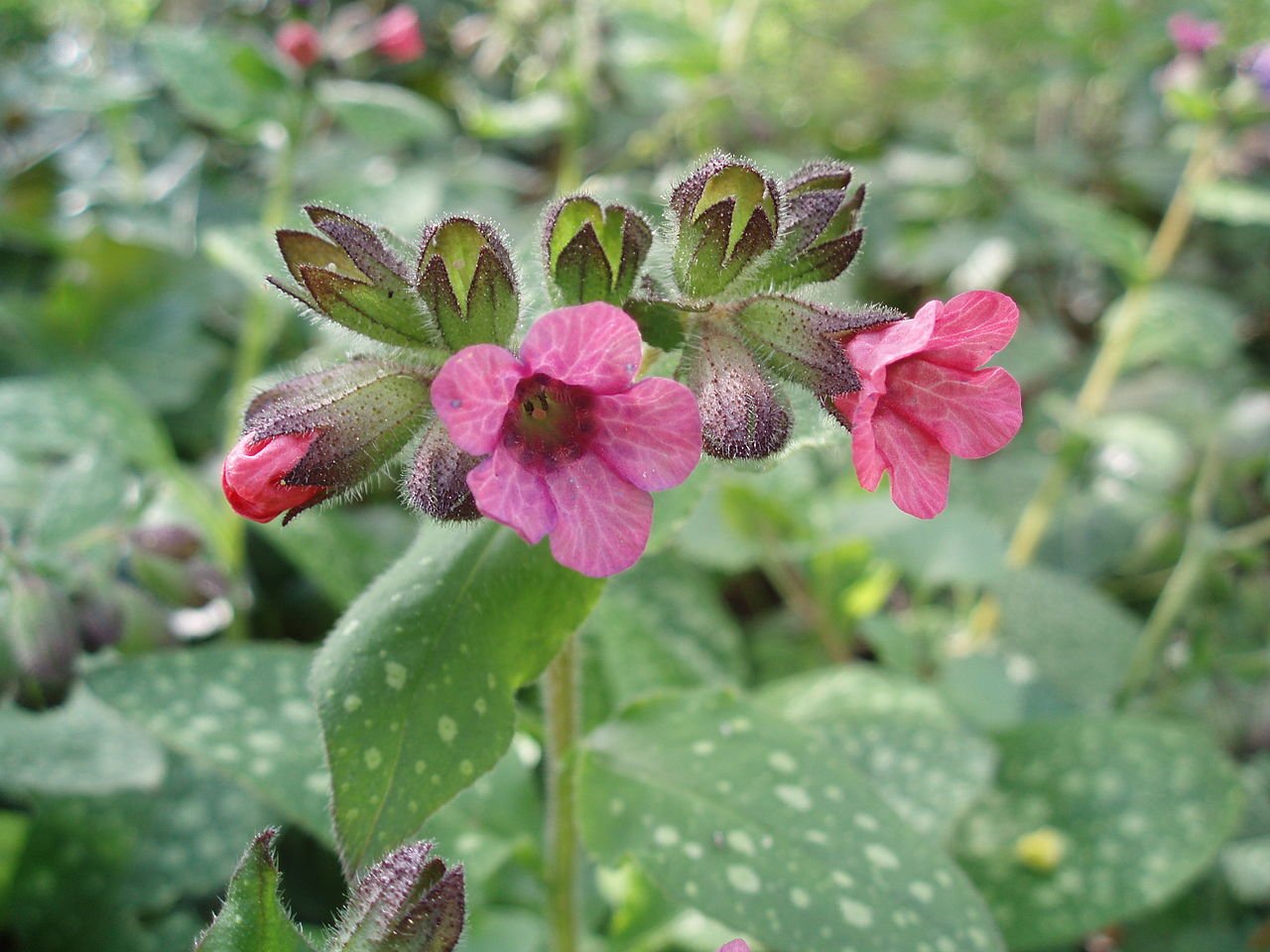 Plante medicinale - Plamanarica (Pulmonaria officinalis) - BodyGeek