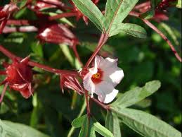 Plante medicinale - Nalba africana (Hibiscus sabdariffa) - BodyGeek