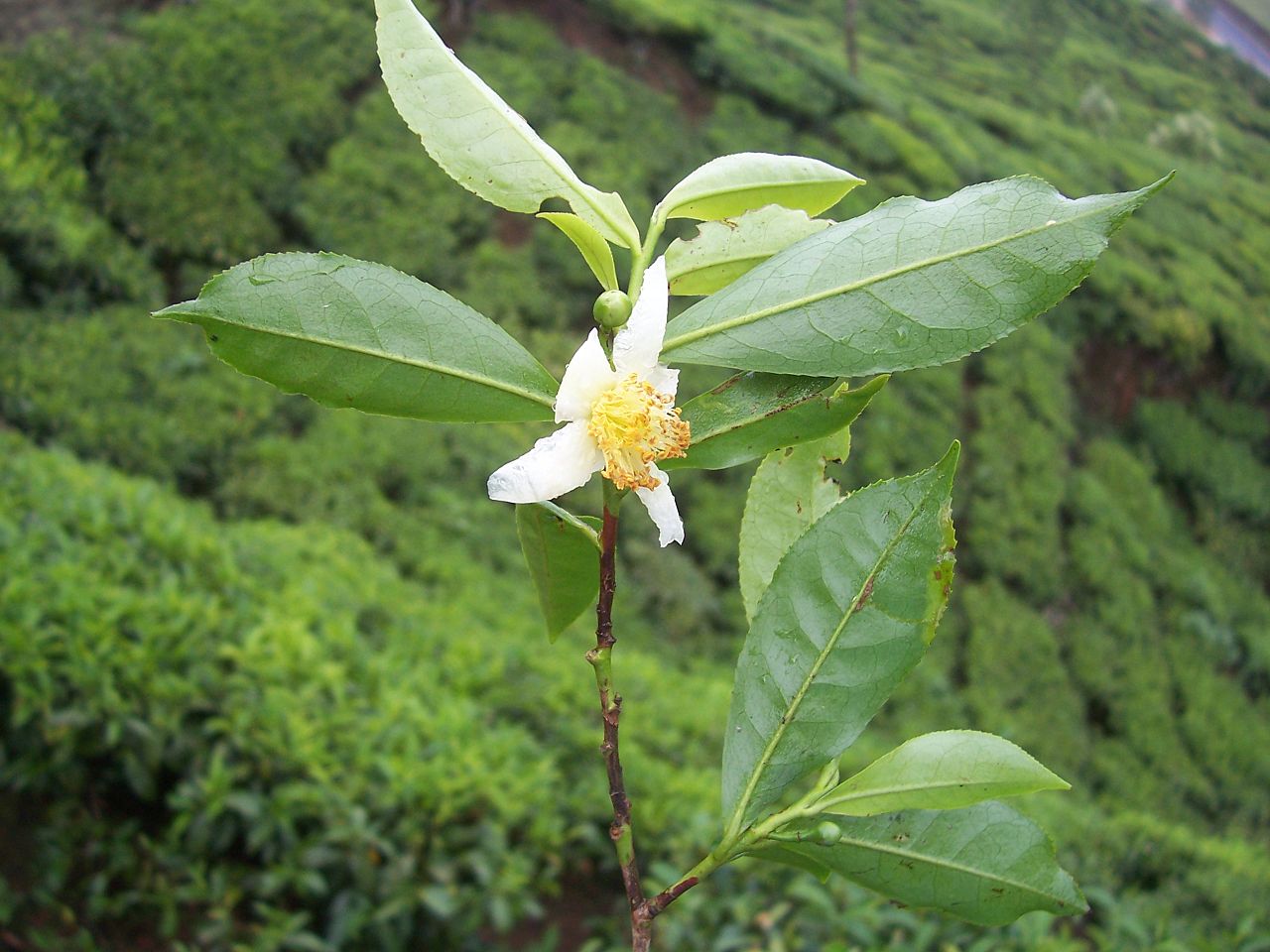 Plante medicinale - Ceaiul chinezesc (Camellia sinensis)