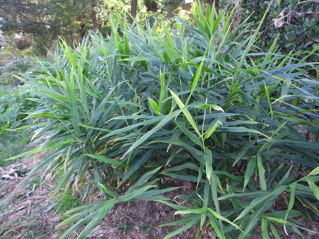 Ghimbirul (Zingiber officinale) - Mirodenie si remediu naturist - BodyGeek