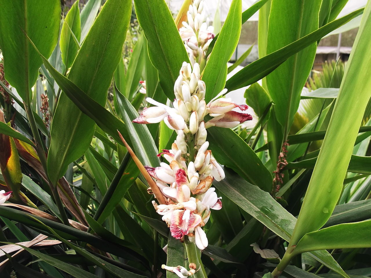 Ghimbirul-siamez (Alpinia galanga) - Aplicatii terapeutice - BodyGeek