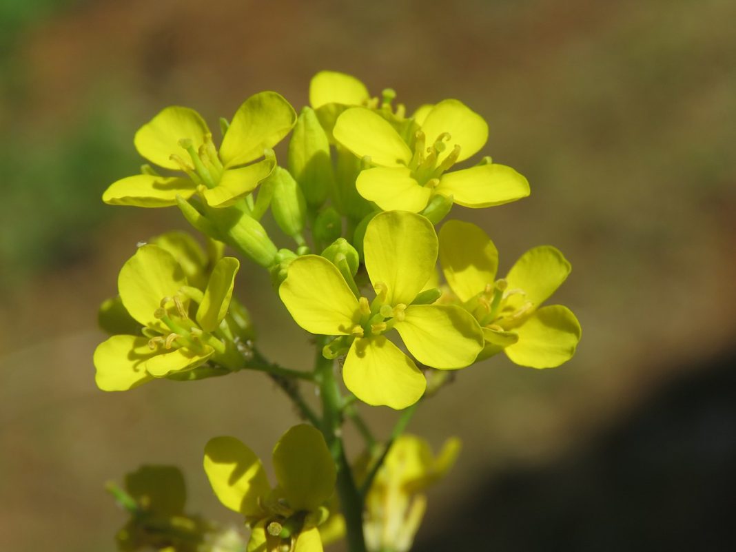 Mustarul, mirodenie si planta medicinala - BodyGeek