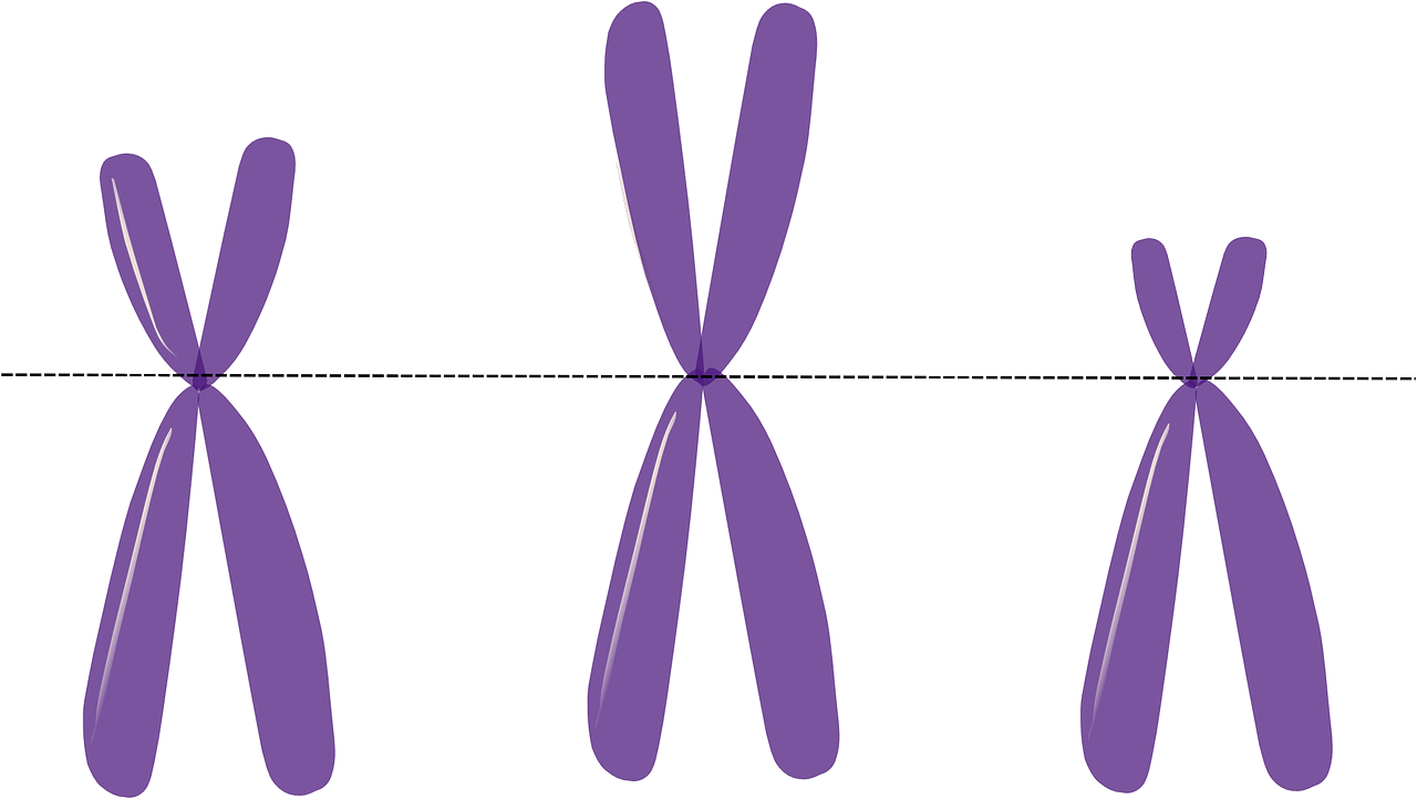 Cromozomii si aberatiile cromozomiale - BodyGeek