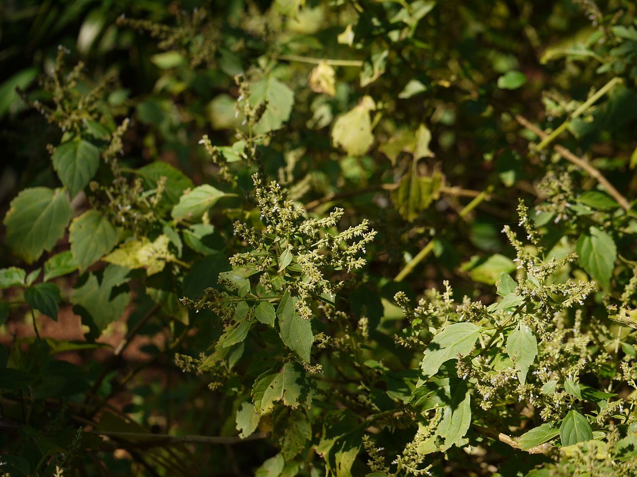 Paciuli - afrodisiac si baza de parfumuri - BodyGeek