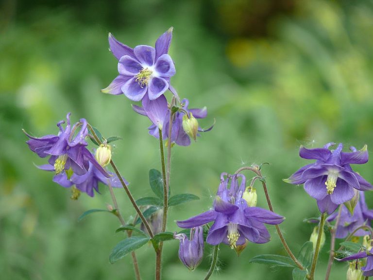 Caldarusa (Aquilegia vulgaris), planta decorativa folosita in ...