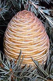 Cedrul-libanez, emblema nationala a Libanului - BodyGeek