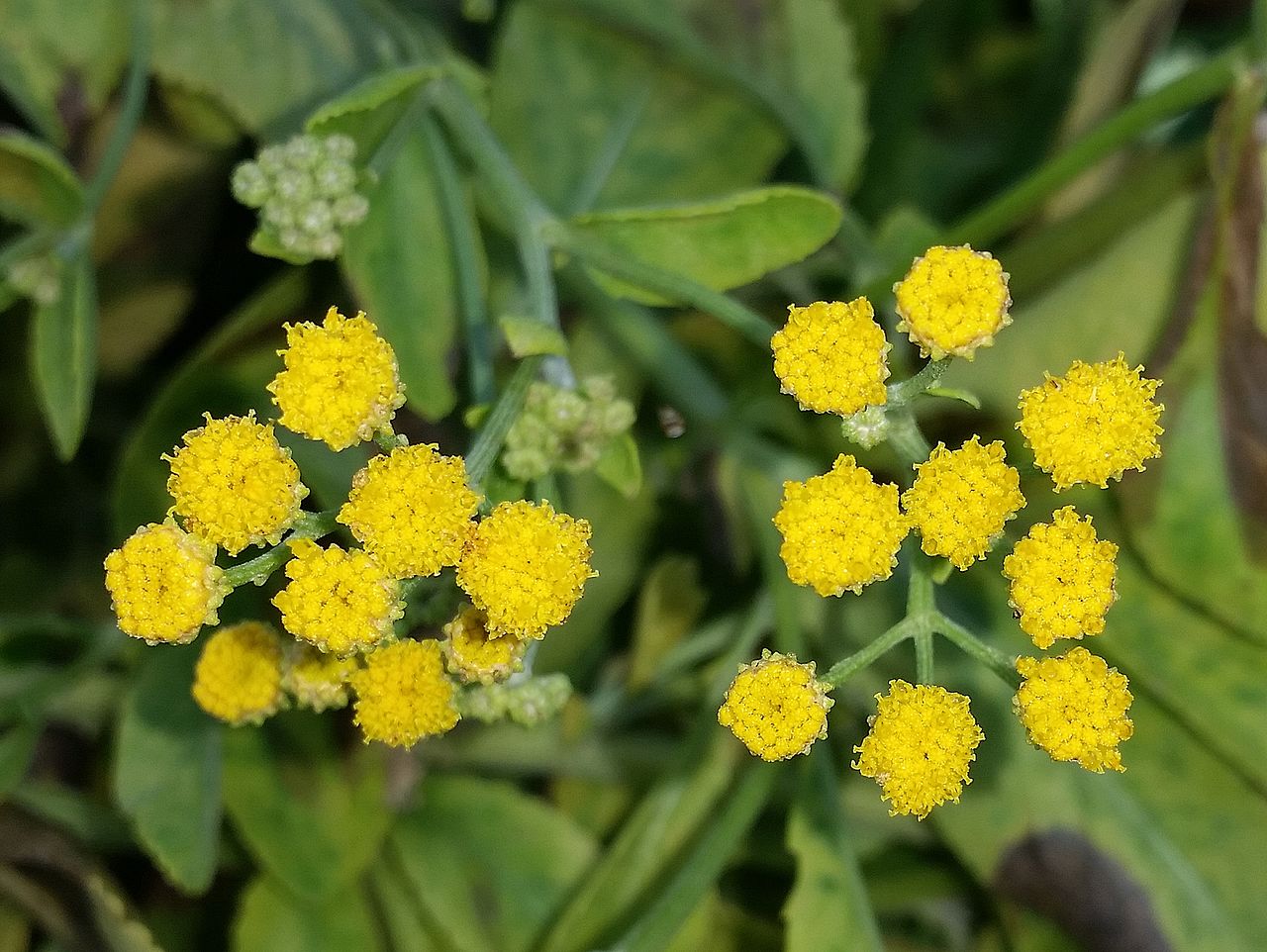 Plante medicinale - Calomfirul (Tanacetum balsamita) - BodyGeek