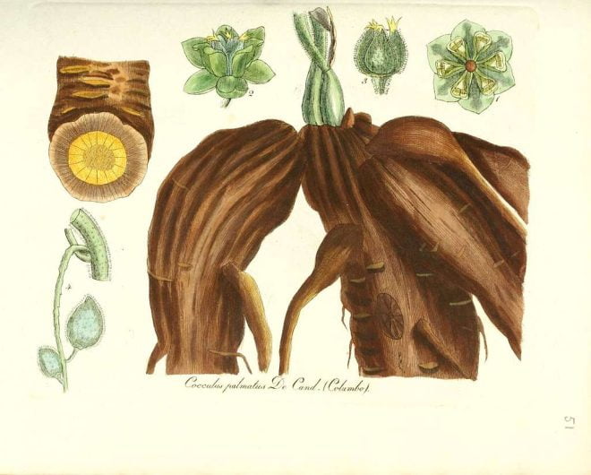 Radacina plantei Calumba (Jateorhiza palmata) ajuta la tratarea ...