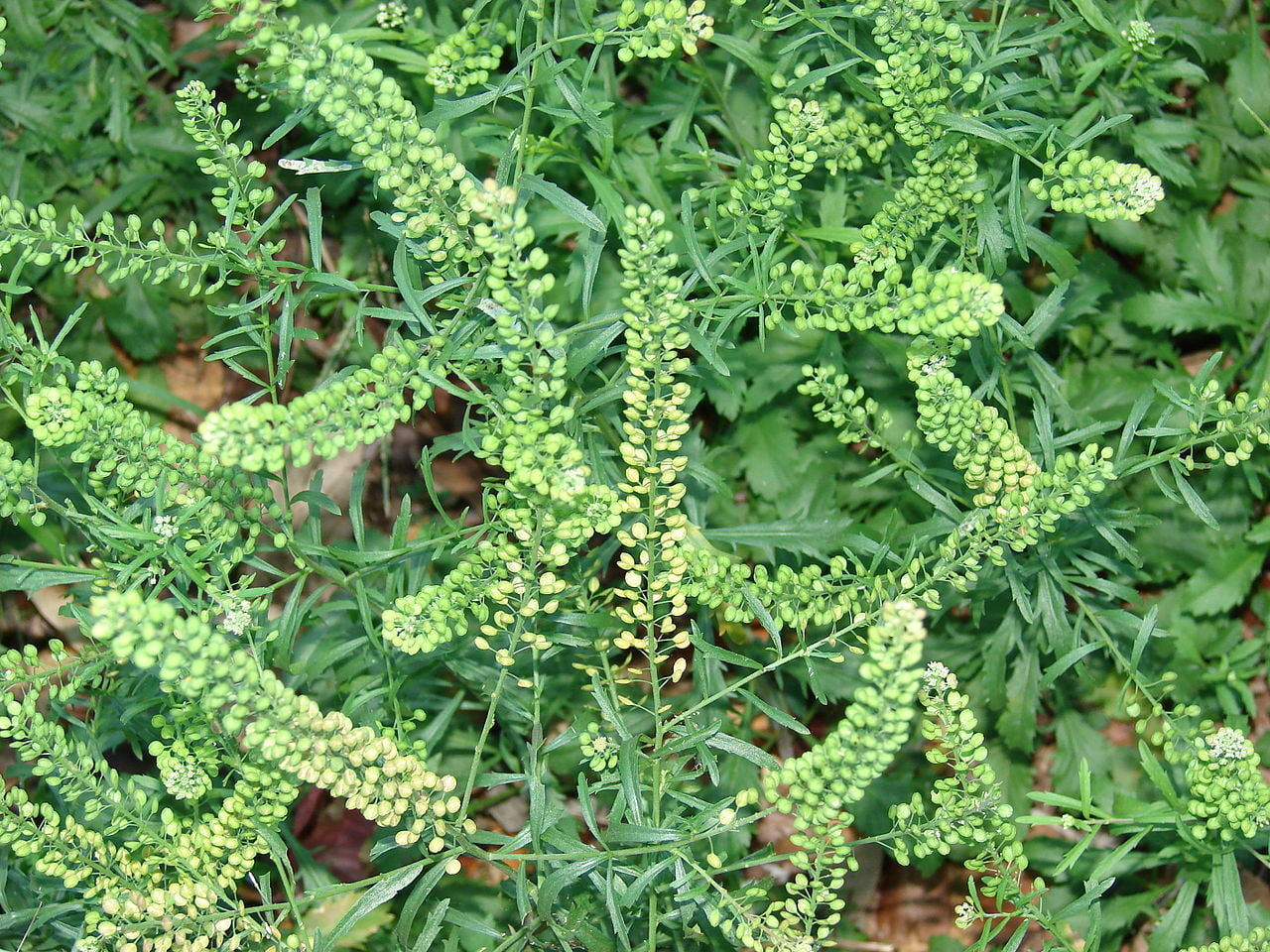 Urda-vacii de Virginia (Lepidium virginicum), leguma si planta ...