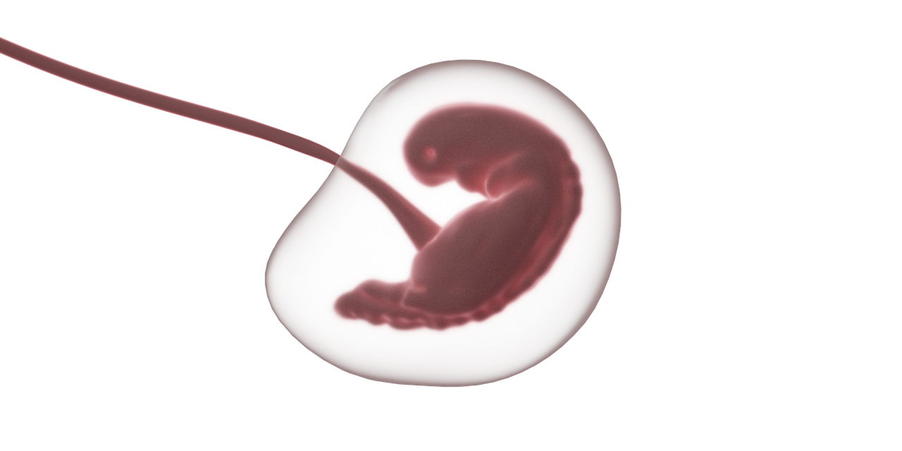 Embriologia - miracolul vietii inainte de nastere - BodyGeek