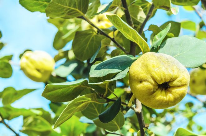 Gutuia - Stiati ca… - BodyGeek