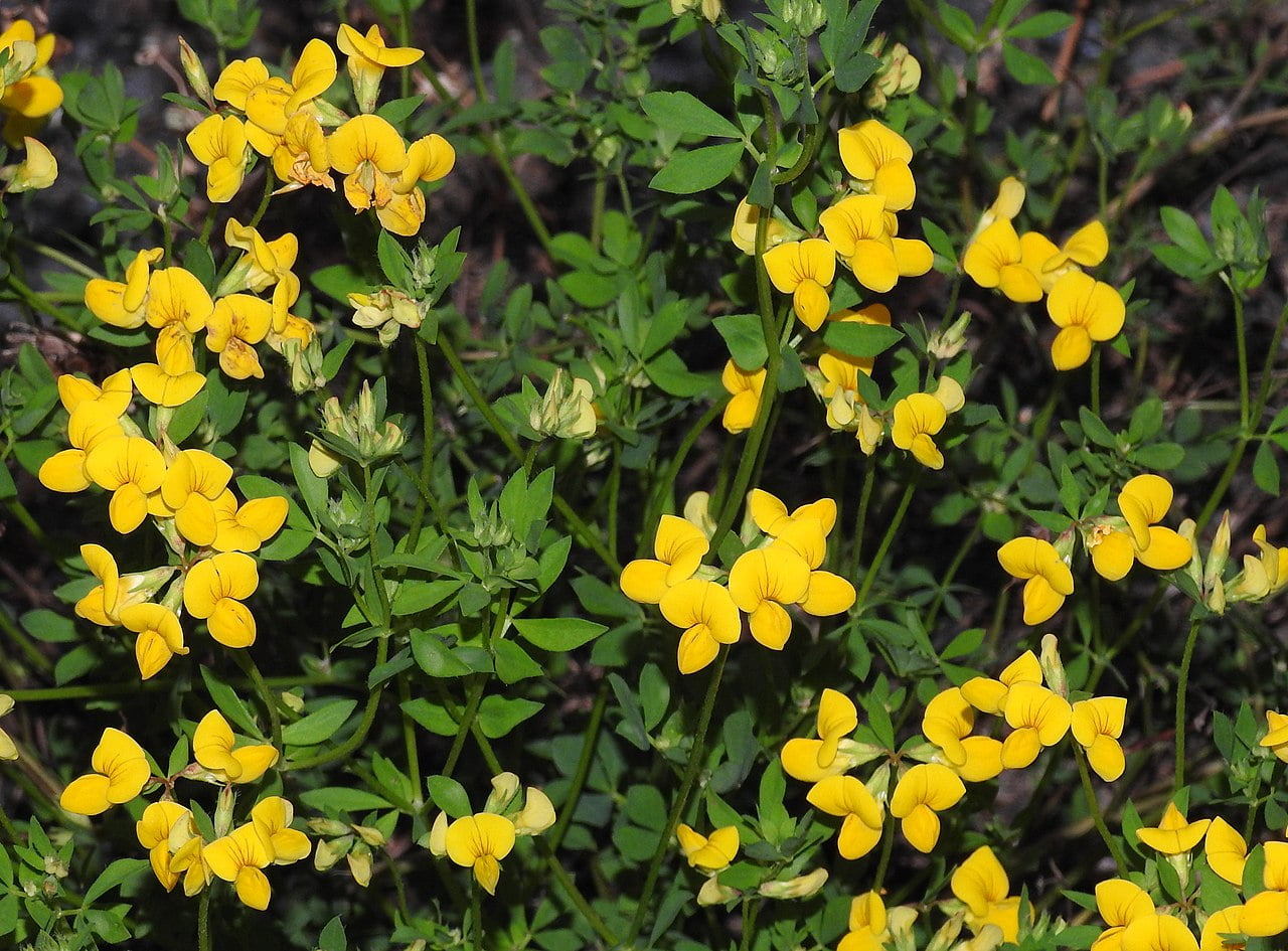 Ghizdeiul-marunt (Lotus corniculatus), planta medicinala cu efect ...