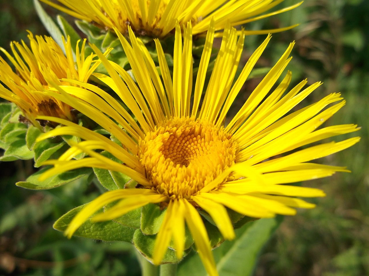 Iarba-mare (Inula helenium), planta cu efect diuretic si de vindecare a ...