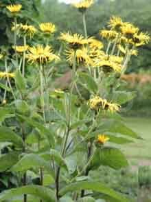 Iarba-mare (Inula helenium), planta cu efect diuretic si de vindecare a ...