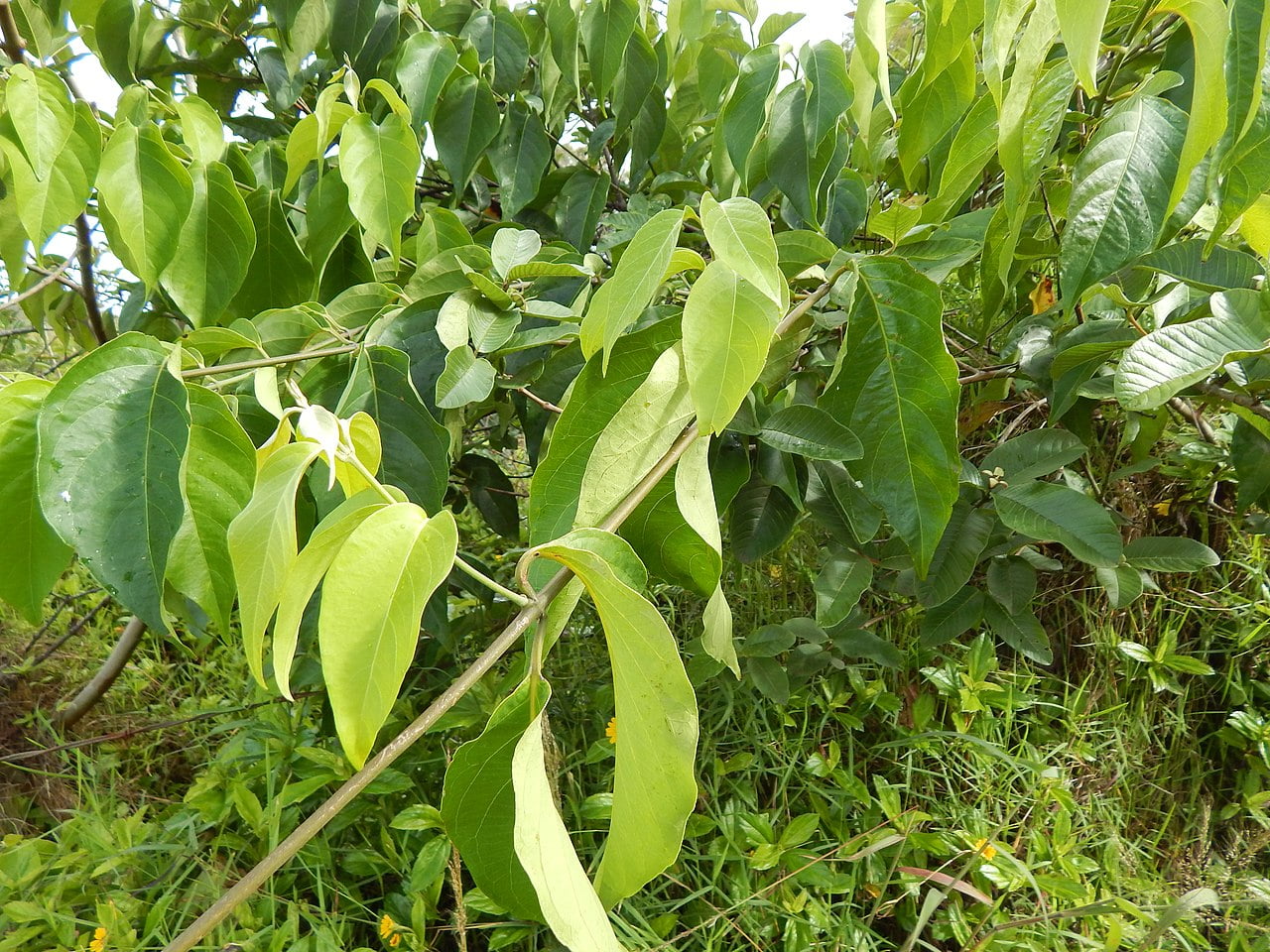 Liana ayahuasca (Banisteriopsis caapi), planta sacra folosita de samani ...