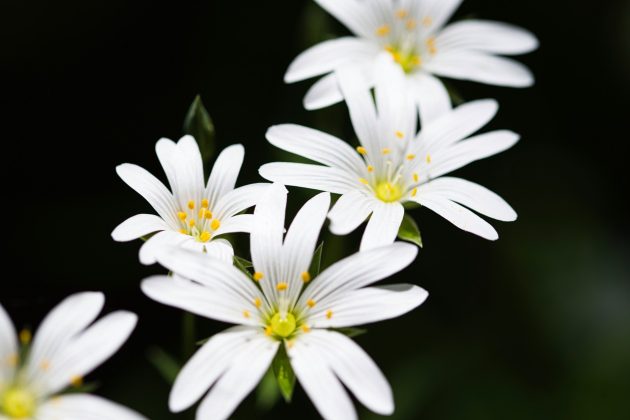 Rocoina (Stellaria media), planta medicinala - BodyGeek
