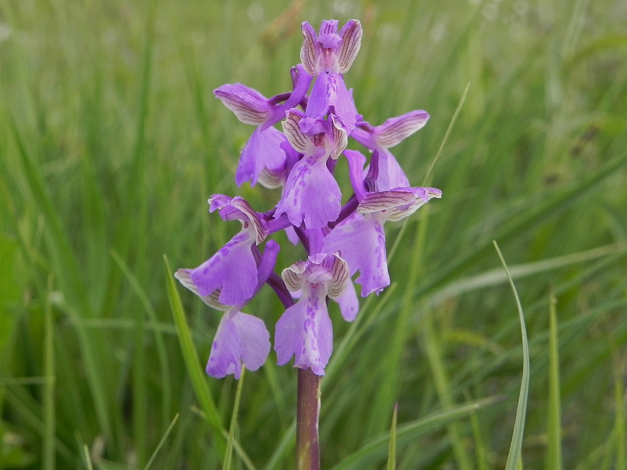 Plante medicinale, Untul-vacii (Orchis morio) - BodyGeek