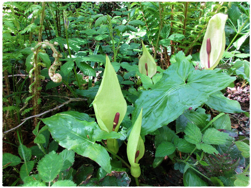 Rodul-pamantului (Arum maculatum), planta otravitoare folosita in ...