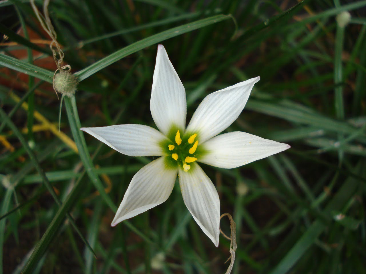 Balusca (Ornithogalum umbellatum), planta numita steaua din Betleem ...