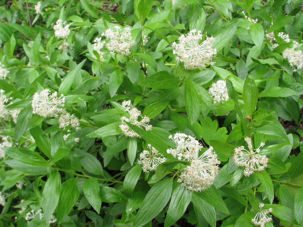 Ceaiul-de-New-Jersey (Ceanothus americanus) scade febra - BodyGeek