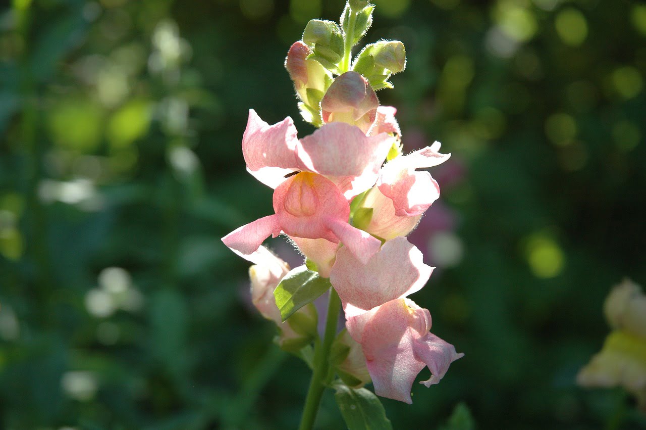 Gura-leului (Antirrhinum majus), planta medicinala si de ornament ...