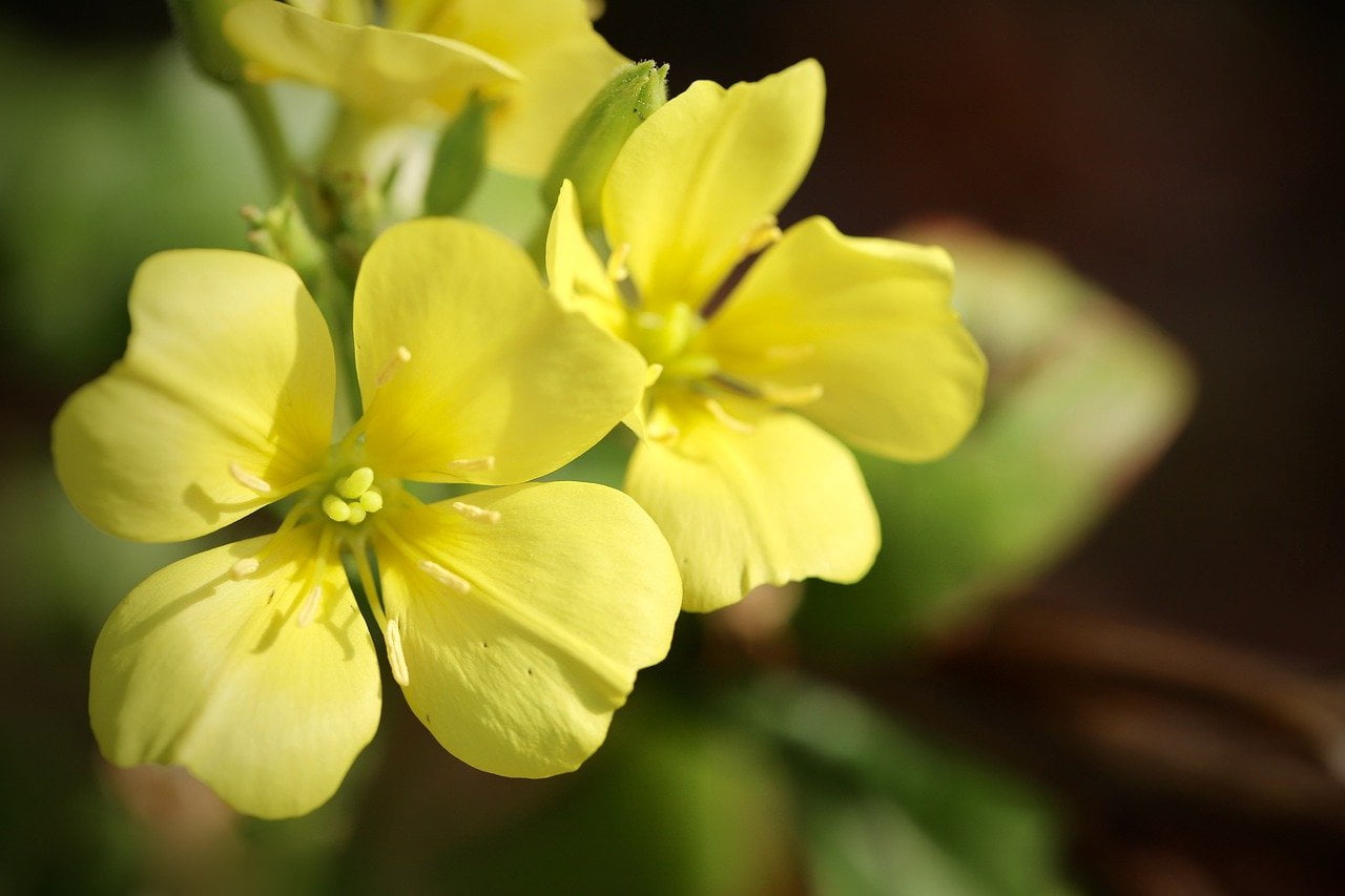 Luminita-noptii (Oenothera biennis), planta cu proprietati terapeutice ...