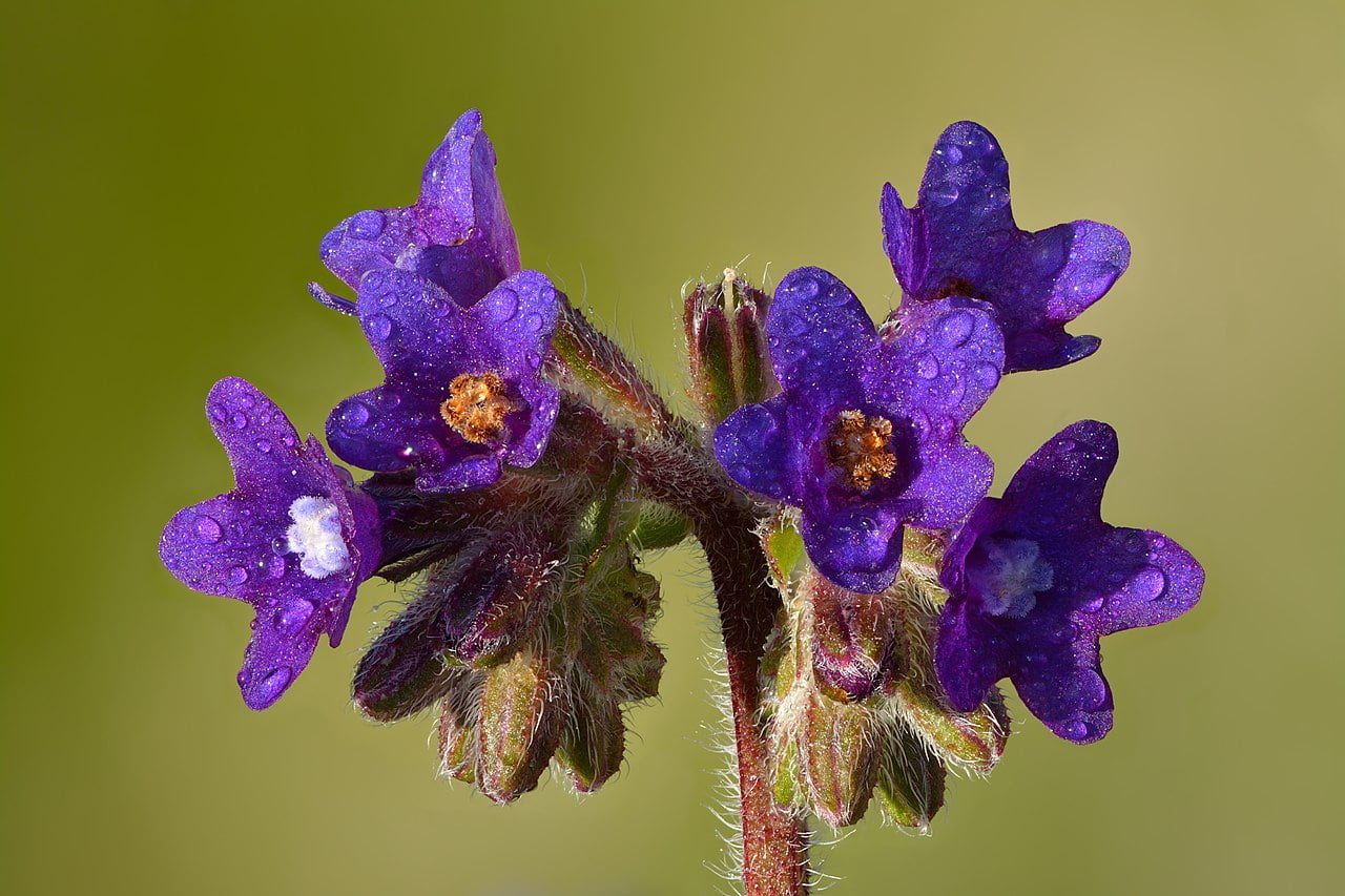 Miruta (Anchusa officinalis), planta medicinala - BodyGeek