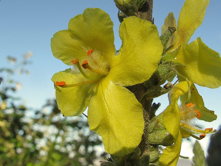 Plante medicinale – Lumanarica (Verbascum phlomoides) - BodyGeek