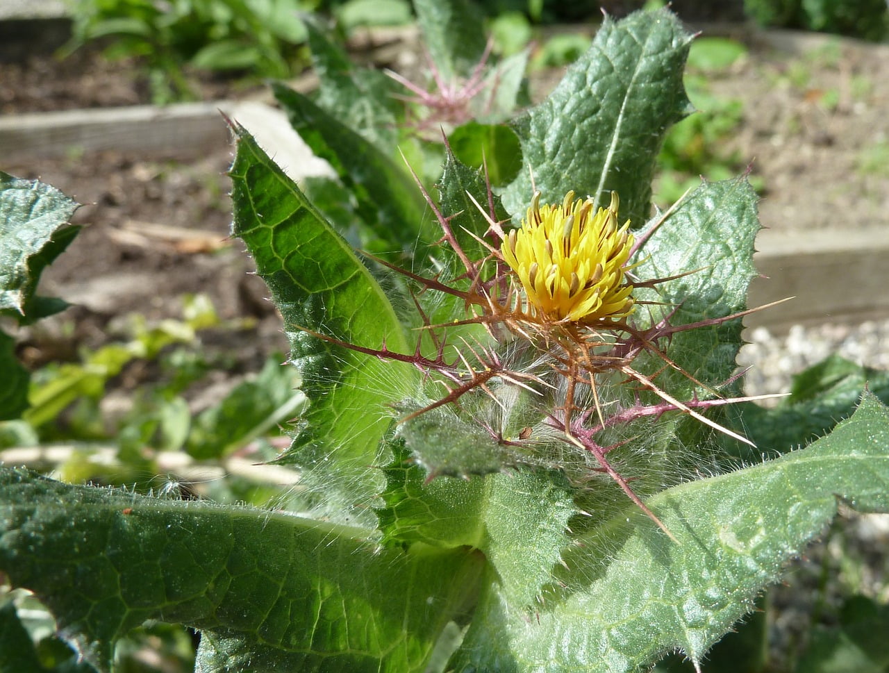 Schinelul (Cnicus benedictus), planta medicinala