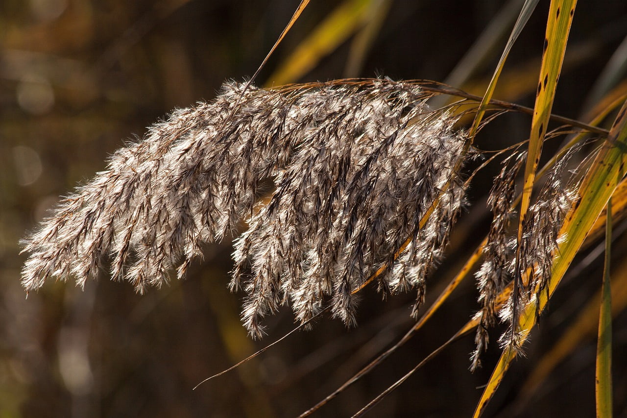 Stuful (Phragmites australis), planta medicinala - BodyGeek