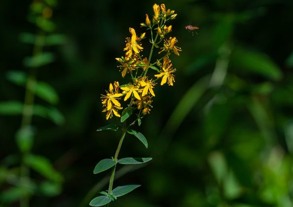 Turita-mare (Agrimonia eupatoria), planta medicinala - BodyGeek