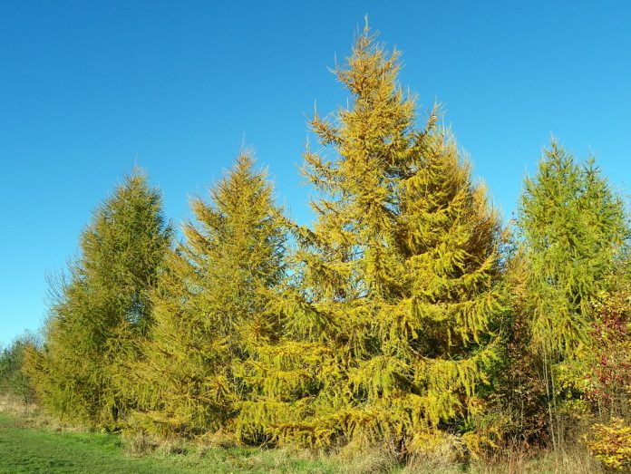 Zada (Larix decidua), conifer renumit pentru terebentina venetiana ...