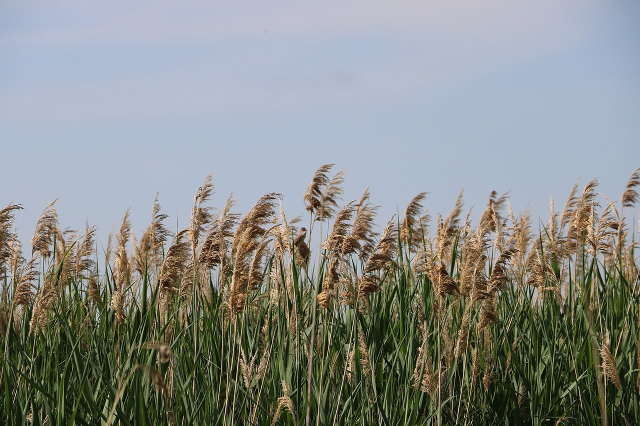 Stuful (Phragmites australis), planta medicinala - BodyGeek