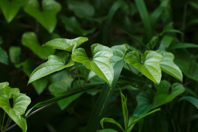 Ignama (Dioscorea batatas), radacina plantei are aplicatii si ...