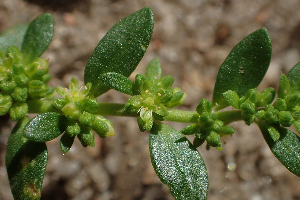 Feciorica (Herniaria glabra), planta medicinala - BodyGeek