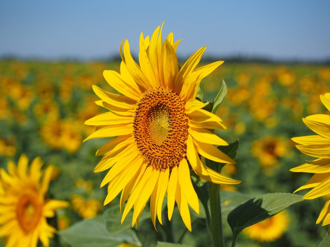 Floarea-soarelui (Helianthus annuus), planta magica cu proprietati ...