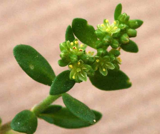 Feciorica (Herniaria glabra), planta medicinala - BodyGeek