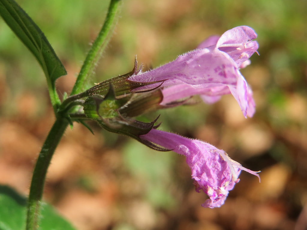 Omaloteca-de-padure (Calamintha sylvatica), planta numita urzica ...