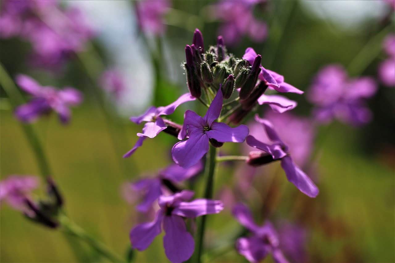 Viola-de-noapte sau micsuneaua (Hesperis matronalis), planta rustica ...