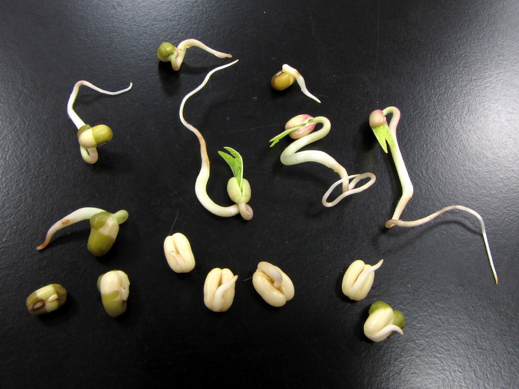 Beneficiile introducerii semintelor germinate in dieta ta - BodyGeek