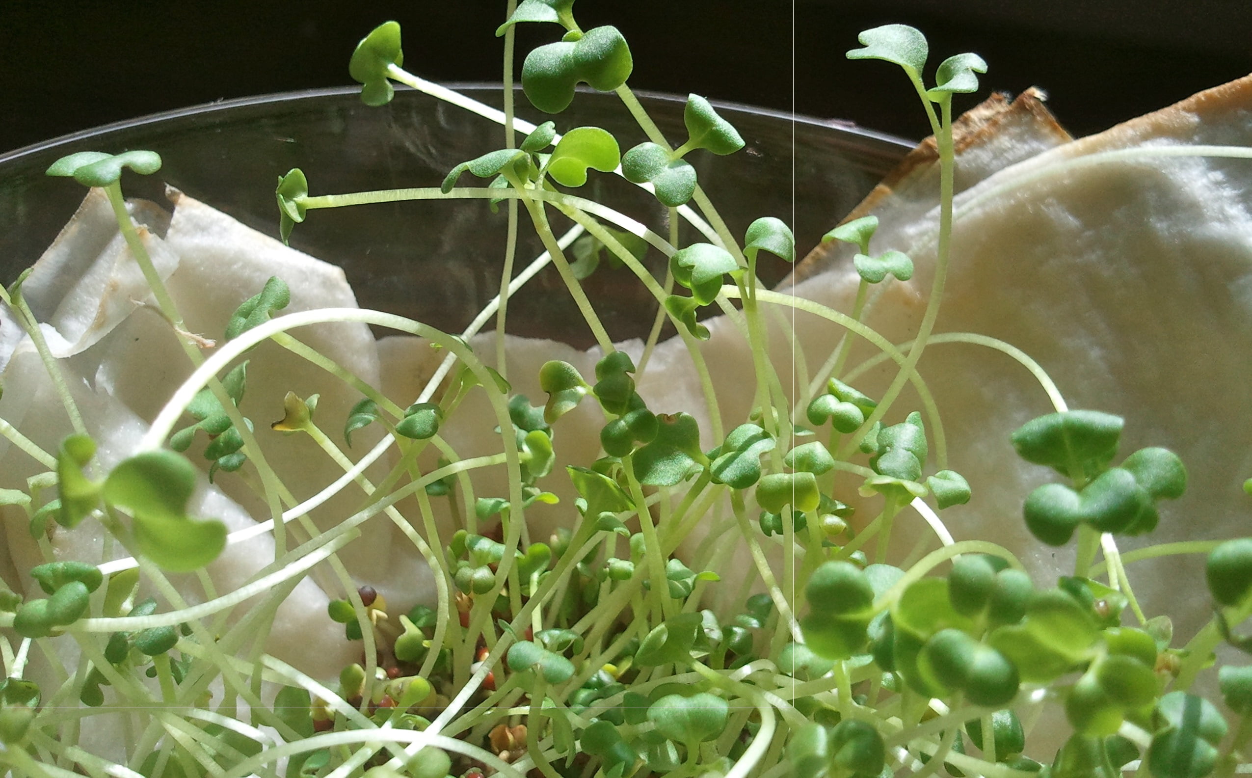 Germeni de mustar, hrana vie pentru organism - BodyGeek