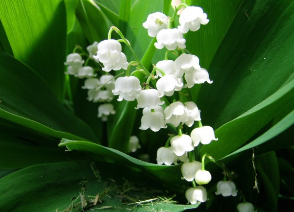Plante medicinale folosite in homeopatie - Lacramioara (Convallaria ...