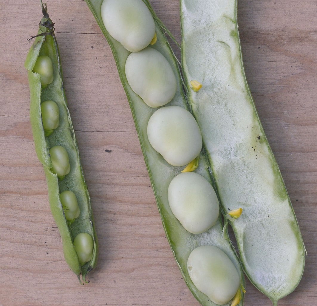 Bobul, legumă bogată în proteine vegetale - BodyGeek