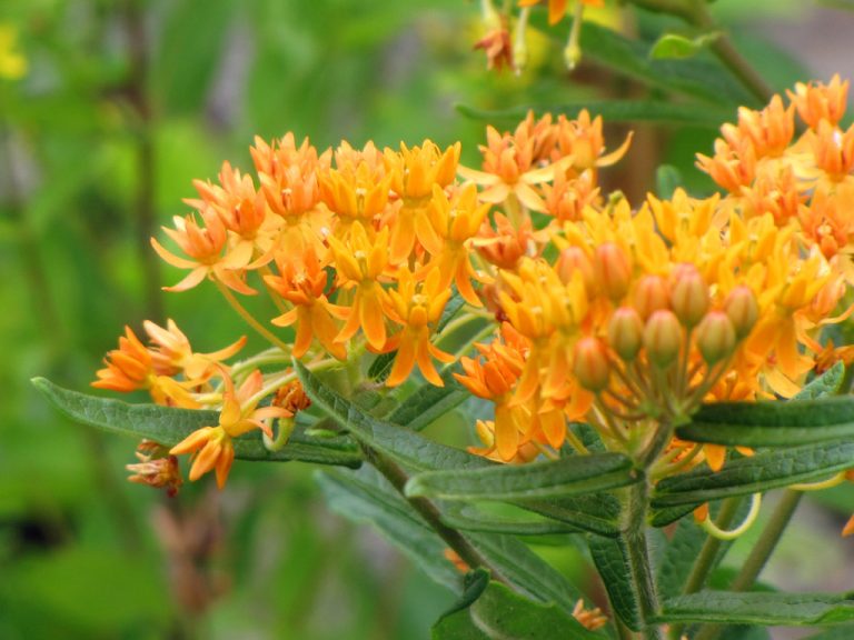 Proprietățile medicinale ale plantei iarba fluturilor (Asclepias tuberosa)