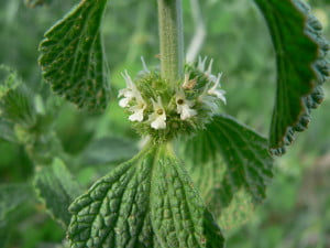 Medicina naturistă - Vezi ce afecțiuni tratează planta unguraș ...
