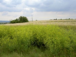 Medicina naturistă - Vezi ce afecțiuni tratează sulfina (Melilotus ...