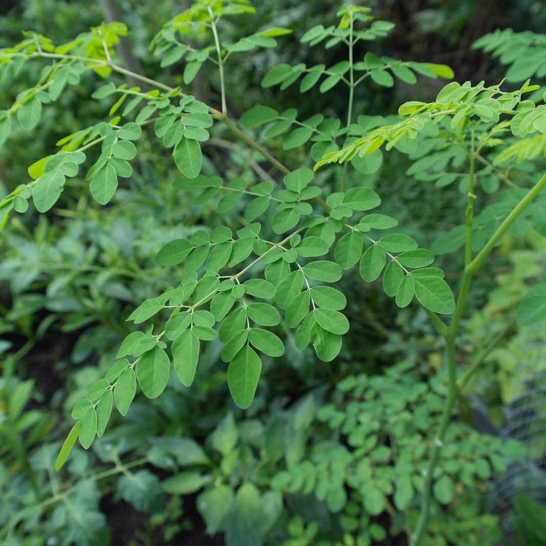 Moringa – Un arbore neobișnuit cu proprietăți nutritive și medicinale ...
