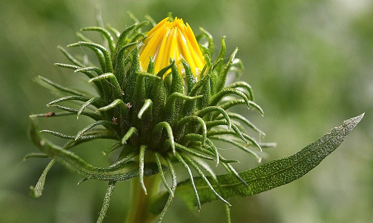 Cum ajută planta Grindelia robusta în tratamentul afecțiunilor ...