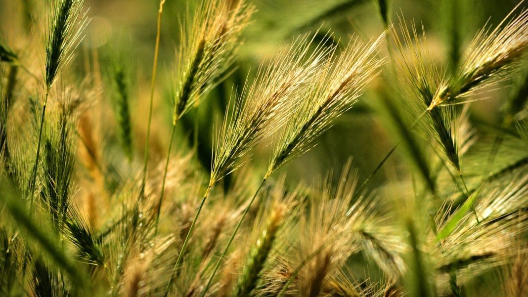 Zeama de orz vindecă infecțiile urinare și detoxifică rinichii - BodyGeek