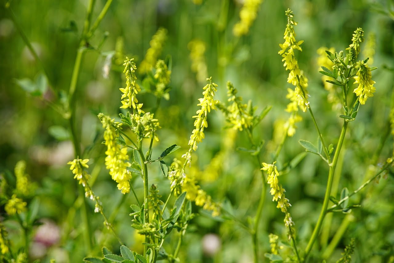 Sulfina, planta pentru probleme cardiace - BodyGeek